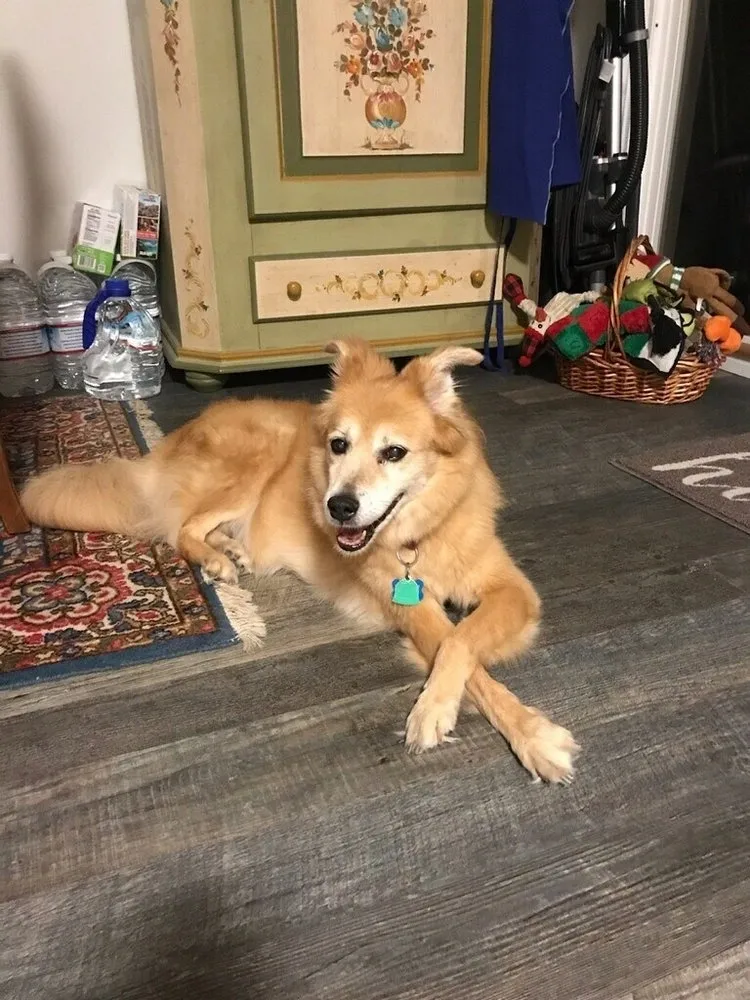 Client Reviews - Wagalong Pet Sitting - Testimonials